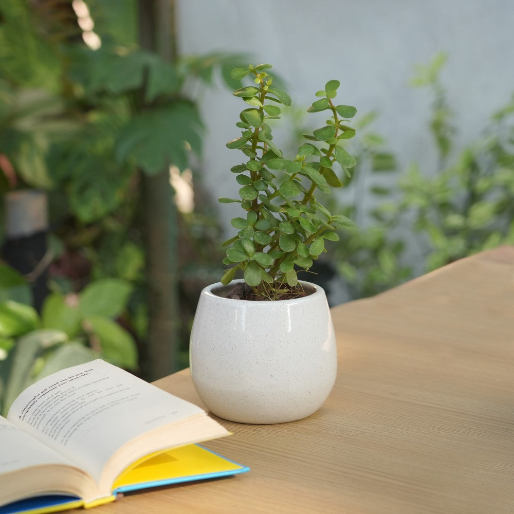 Ceramic Pots – The Exotic Jungle